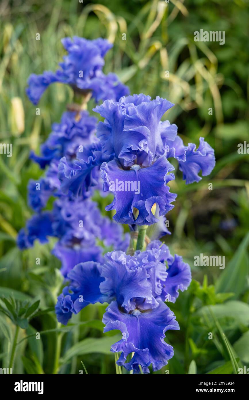 Belle iris hi-res stock photography and images - Alamy