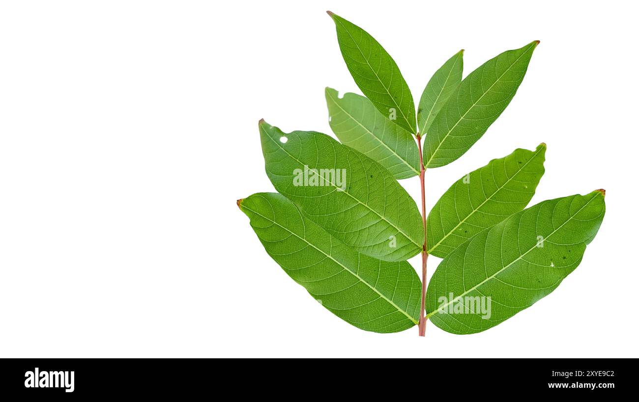 Lush forest trees in Cut Out Stock Images & Pictures - Alamy