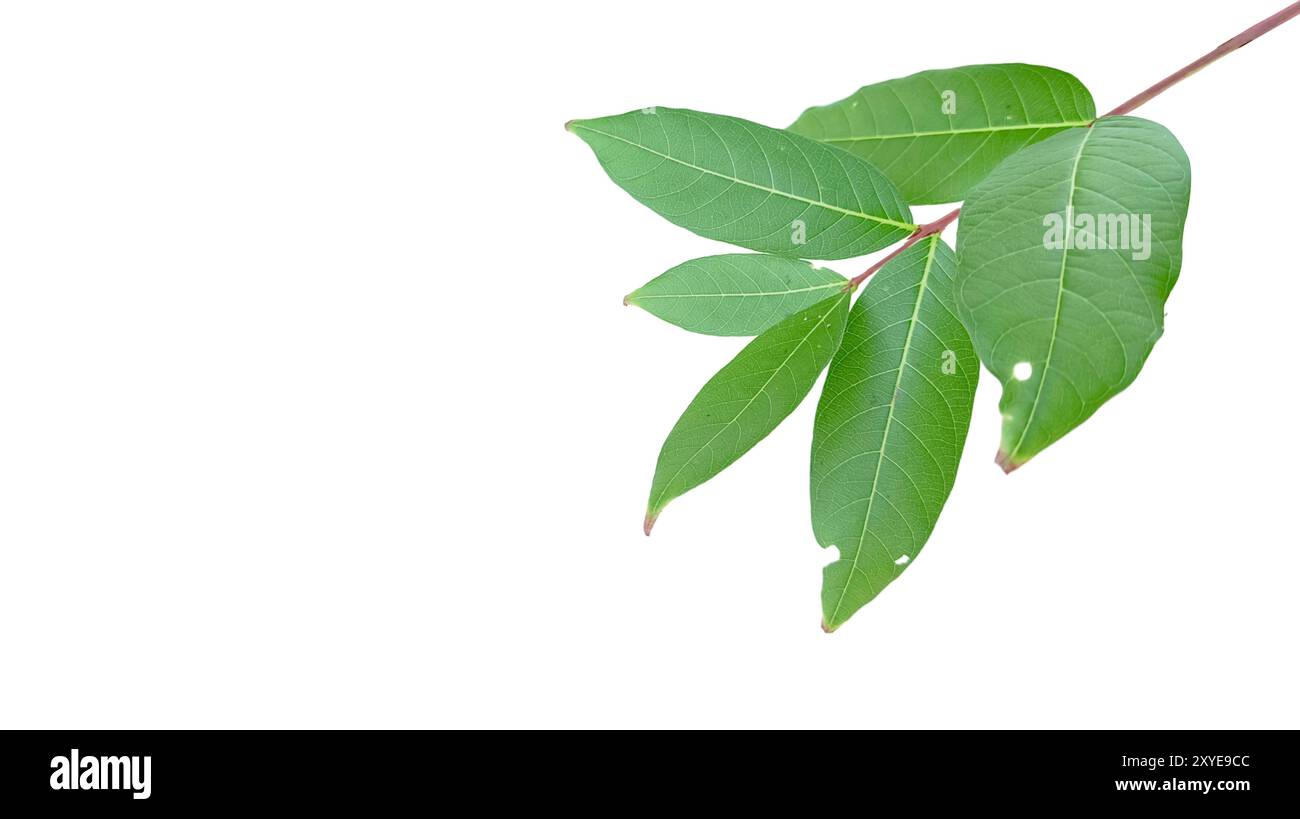 Cut out of tree leaves on a white background with clipping paths. The ...