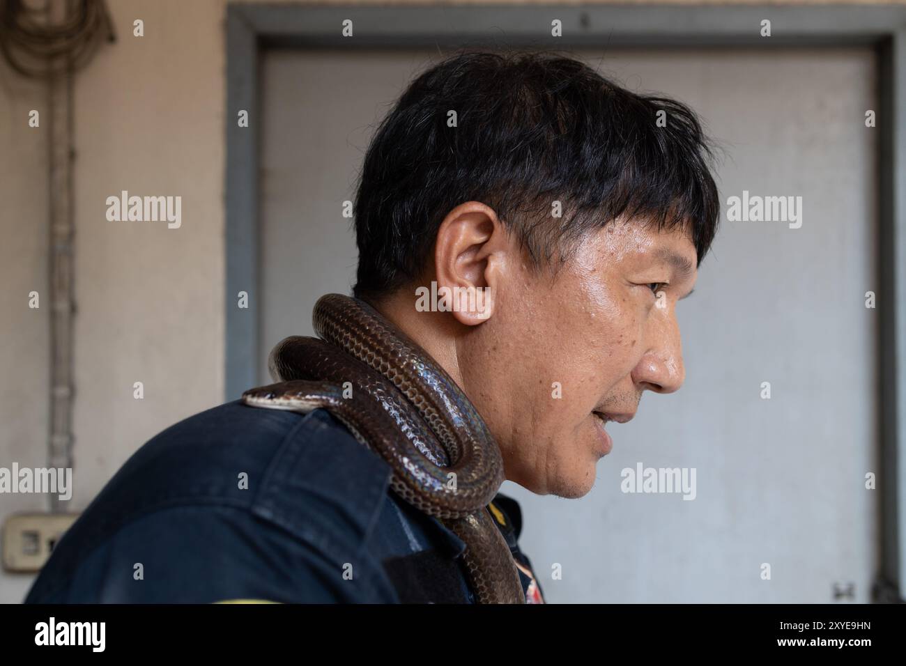 Typical snakes hi-res stock photography and images - Alamy