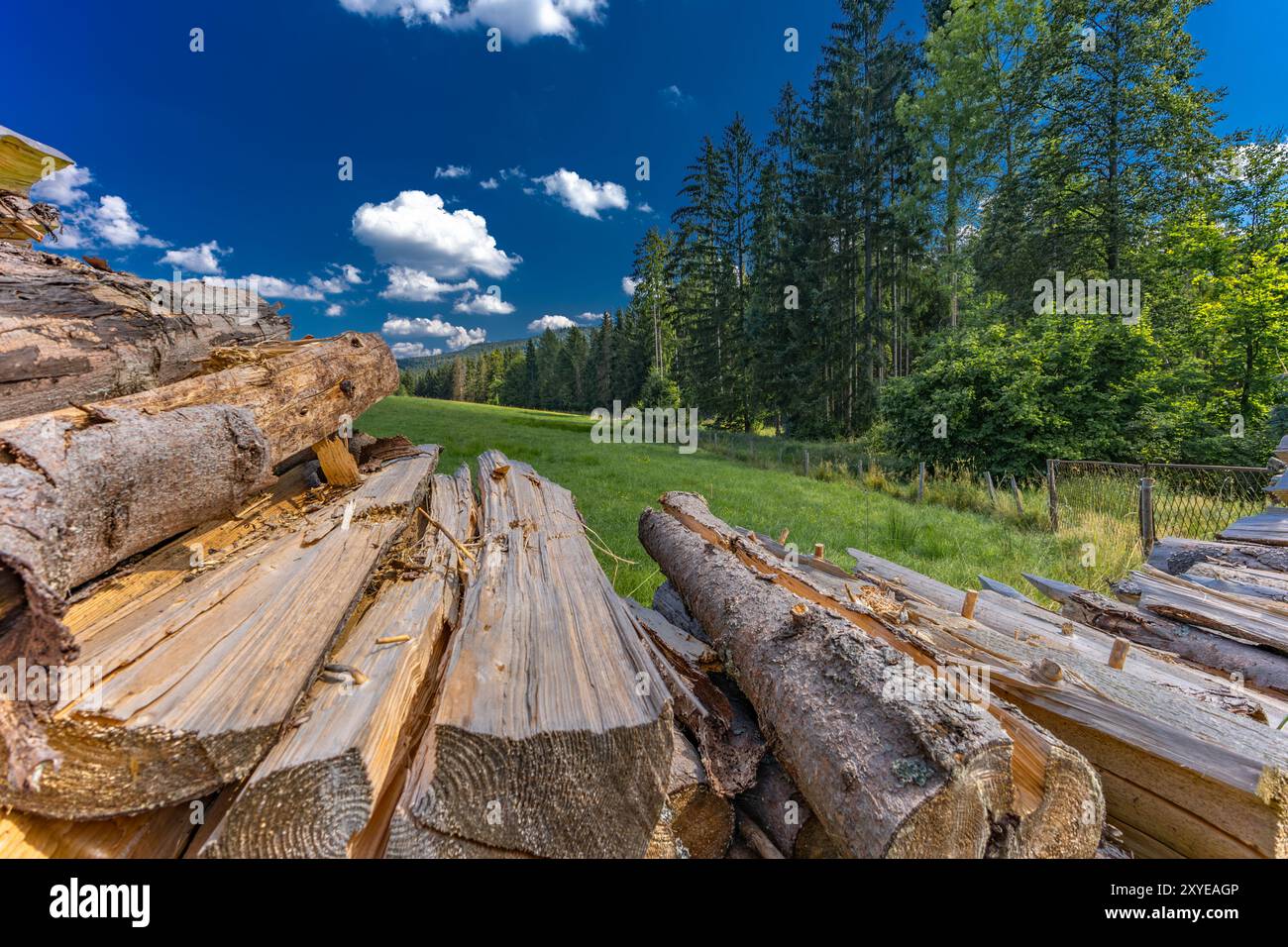 Old trees cut in the forest in the mountains stacked, preparing fuel ...