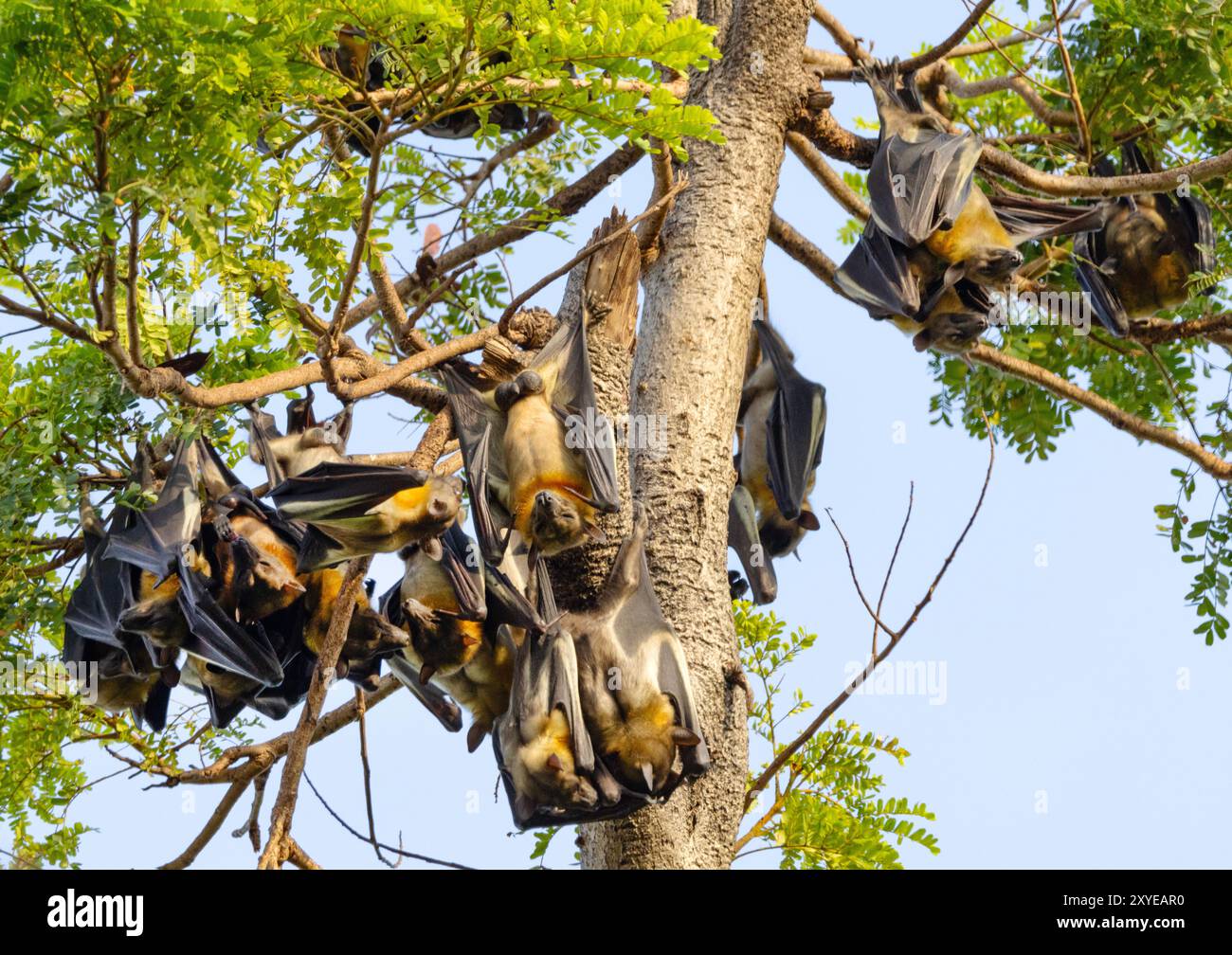each rainy season large flocks of Pemba Flying Fox migrate from Pemba ...