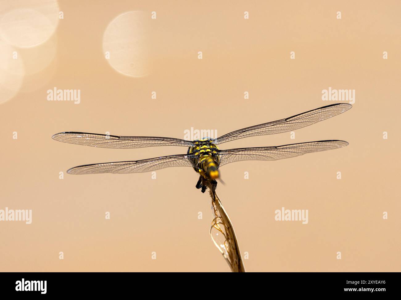The flimsy looking wings of the Tigertail Dragonfly. The appearance and ...