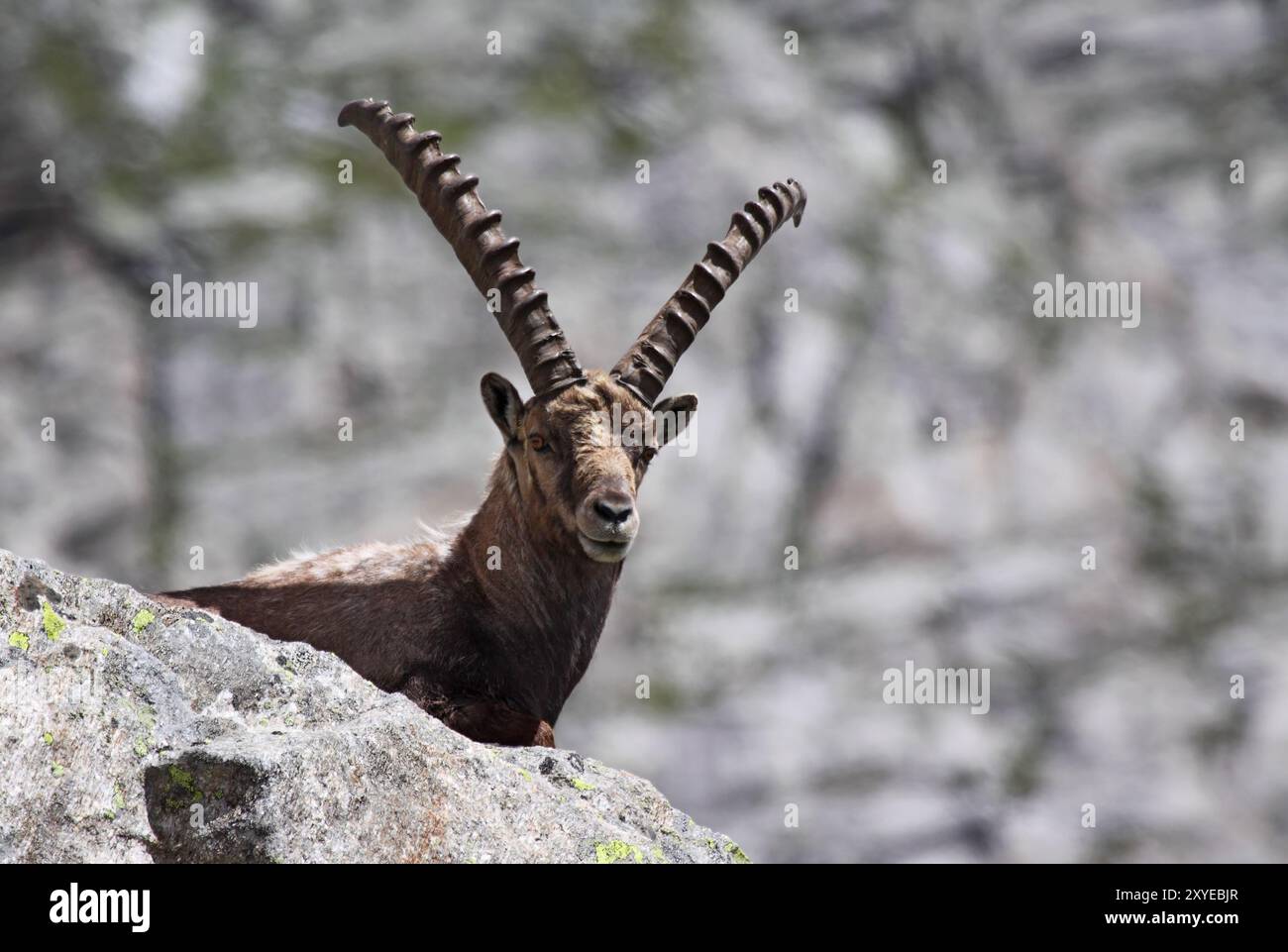Leader goat hi-res stock photography and images - Alamy