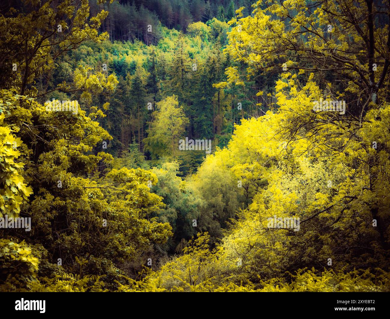 A serene forest landscape showcases dense greenery and vibrant leaves ...