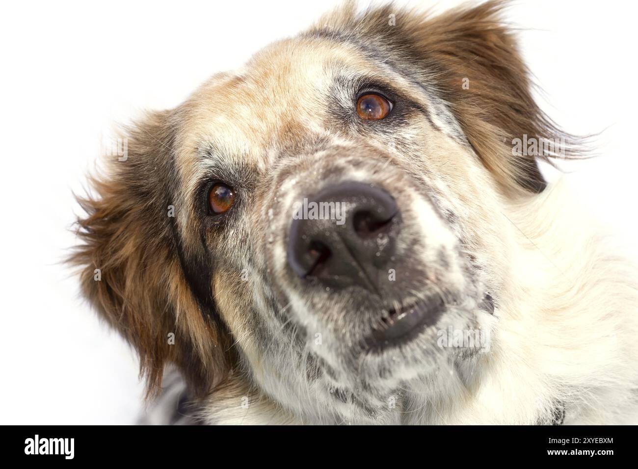 Big dog training looking up, face close-up portrait on white background ...