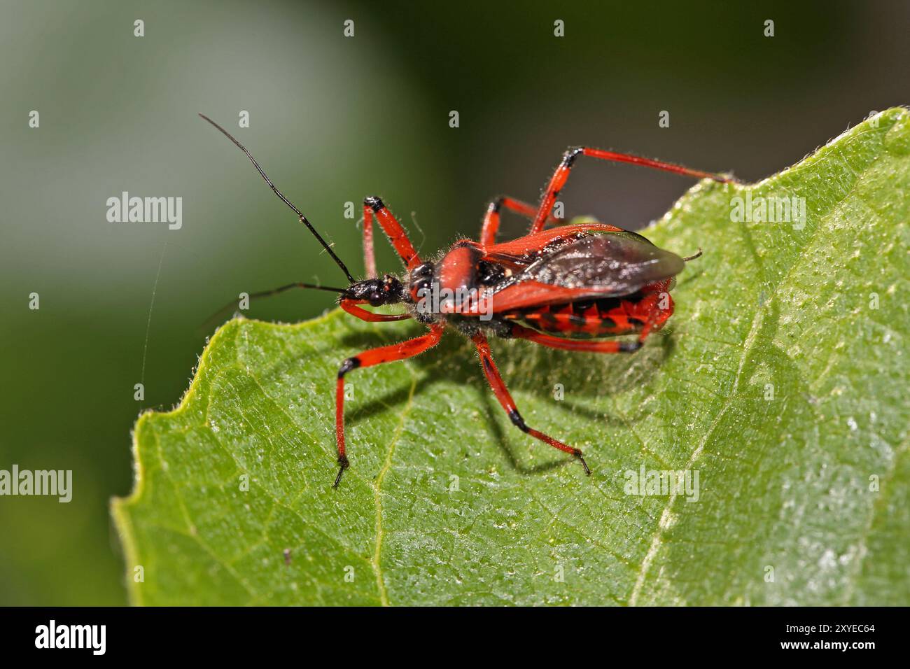 Red assassin bug Stock Photo - Alamy
