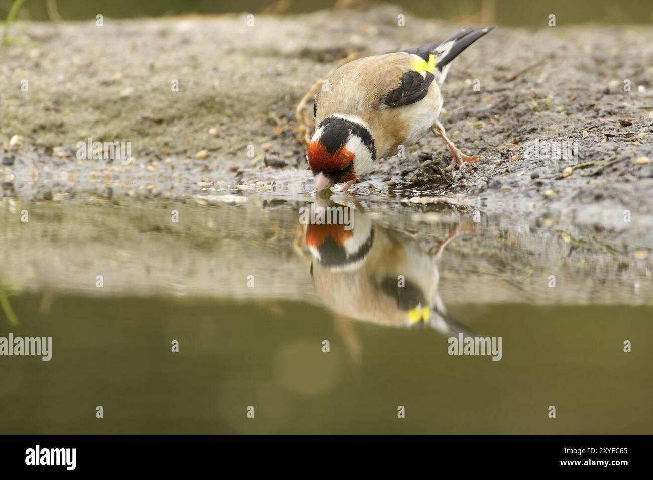 Goldfinch photos hi-res stock photography and images - Alamy