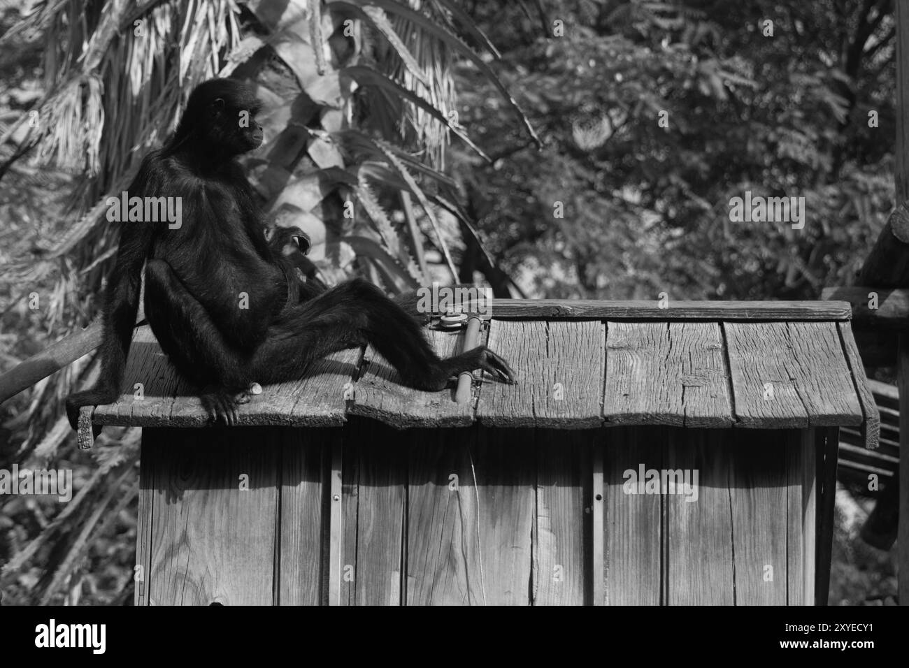 Spider monkey sitting on the roof of a wooden house in Lisbon Zoo ...