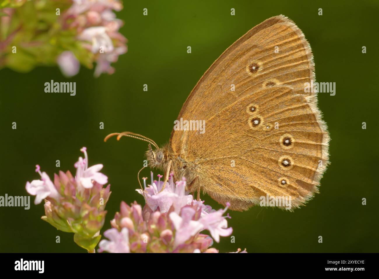 Chimney sweep bird hi-res stock photography and images - Alamy