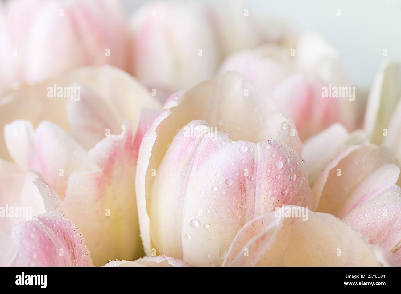 Pastel Tulips with Water Drops Stock Photo - Alamy