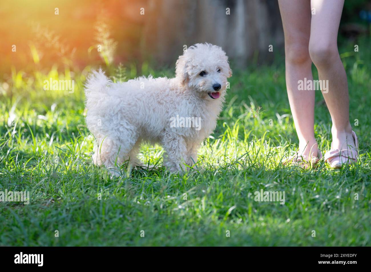 White poodle puppy dog stand next to human leg on green grass at sunny ...
