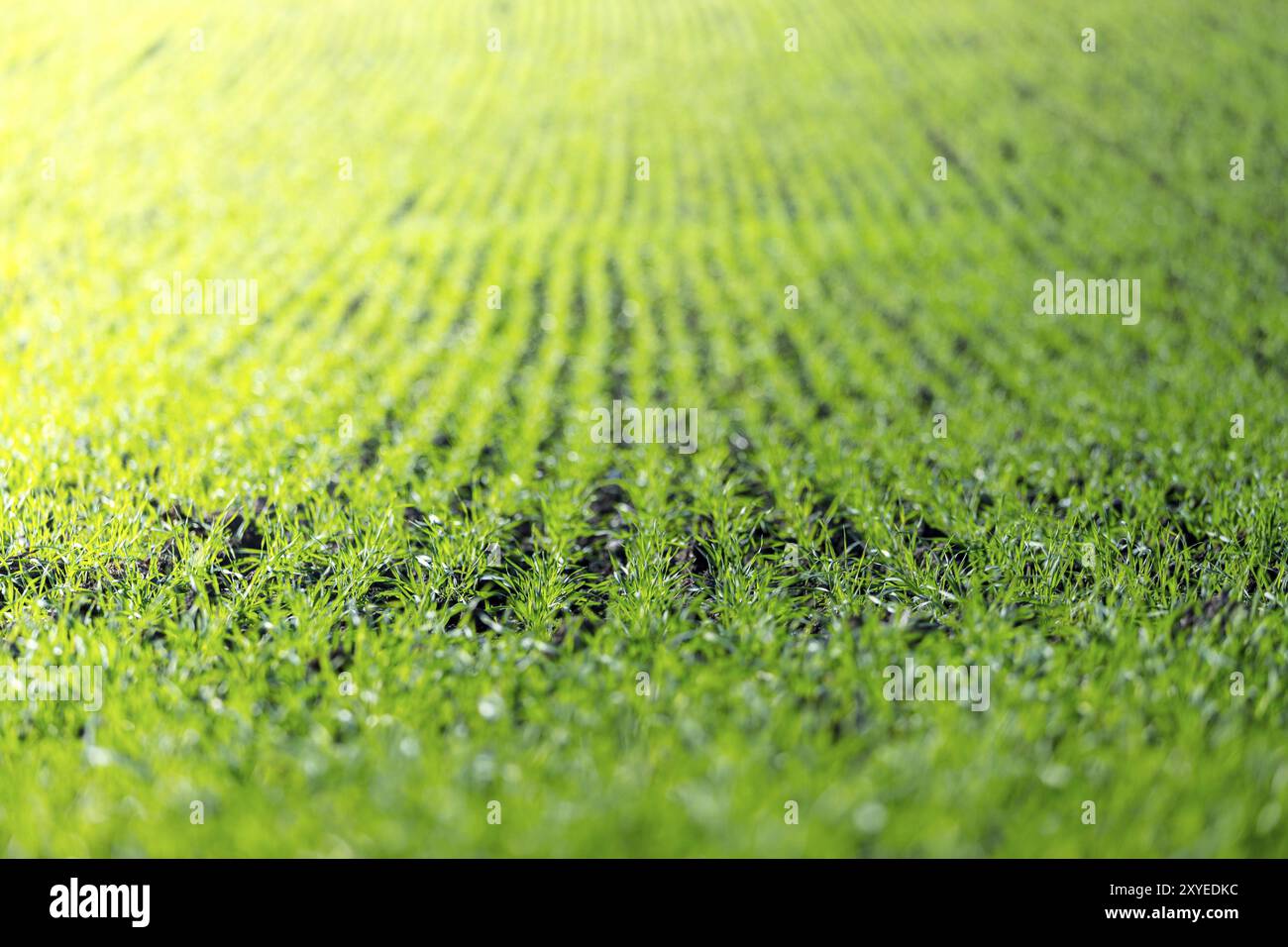 Fresh green plants on an agriculture field Stock Photo - Alamy