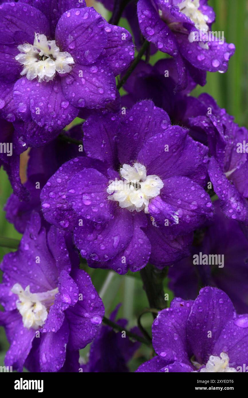 Purple blossoms of larkspur hi-res stock photography and images - Alamy