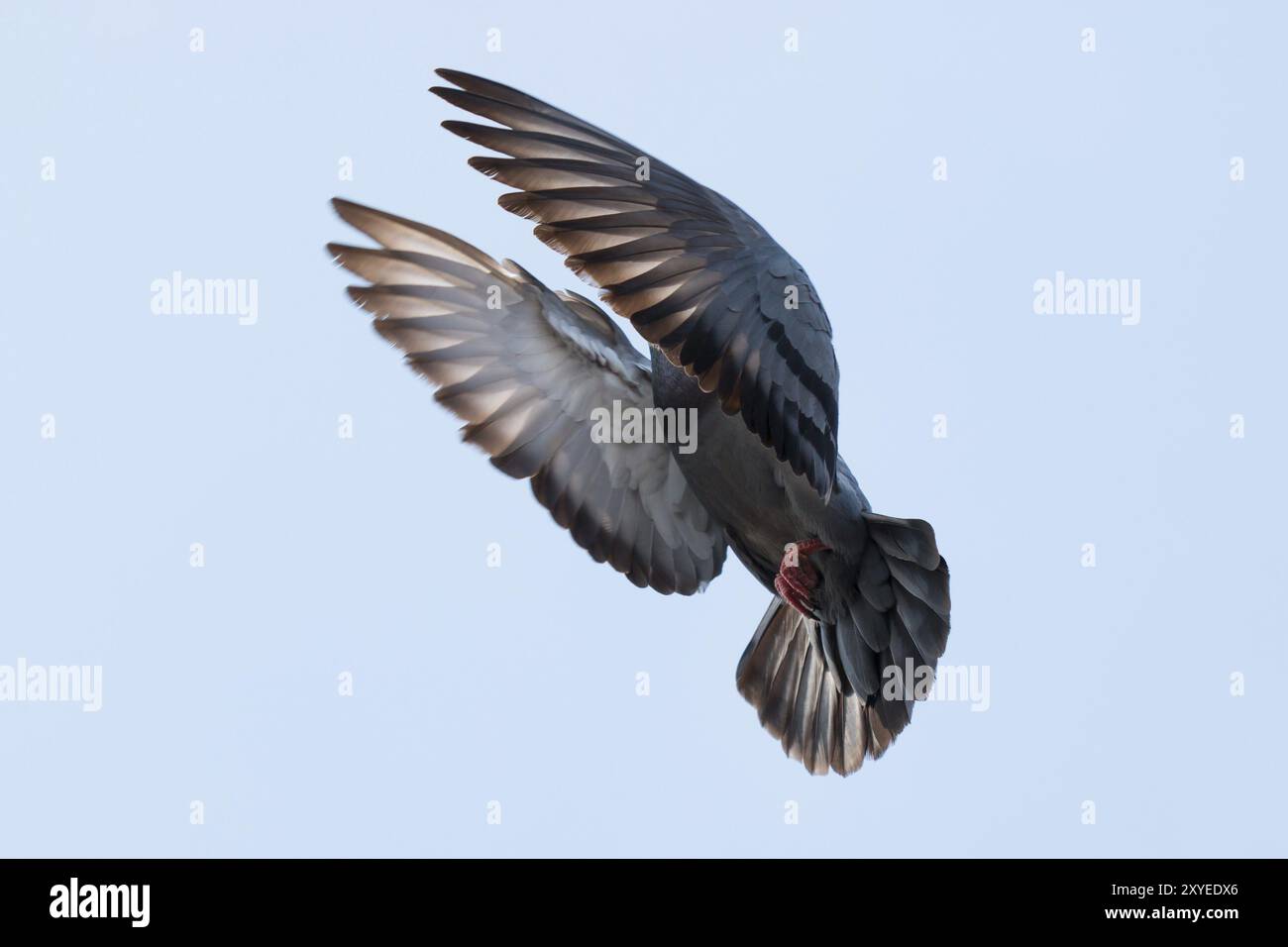 Birds in their natural actions hi-res stock photography and images - Alamy