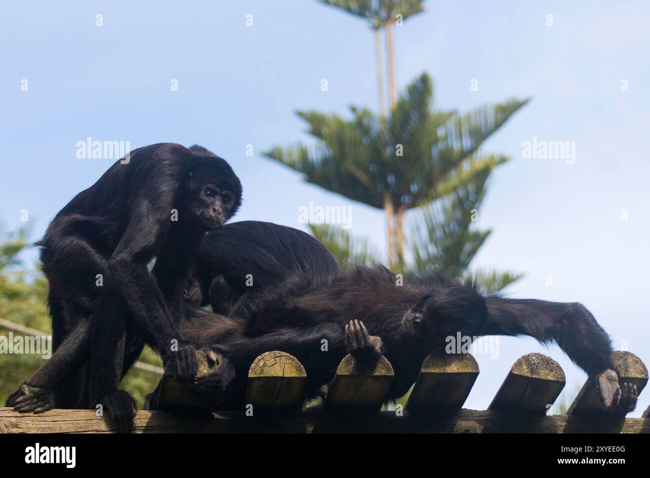 three black monkeys embraced and looking furious at us Stock Photo - Alamy