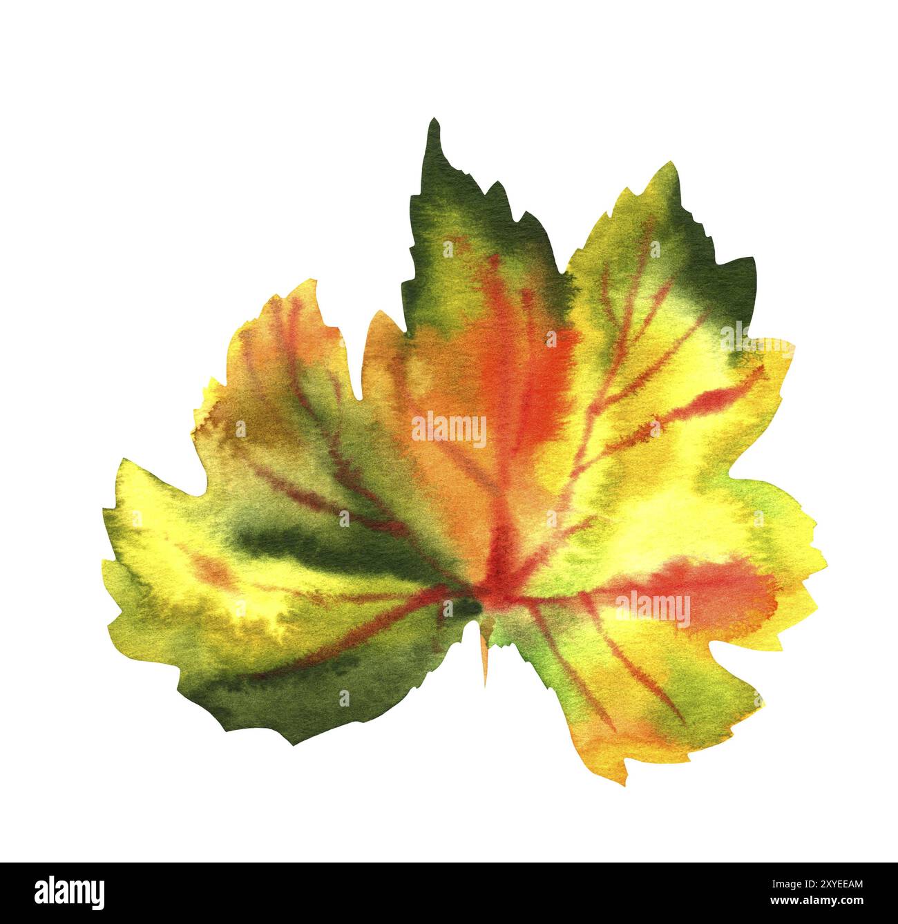 A watercolour drawing of a vibrant autumn grape vine leaf, hand painted ...