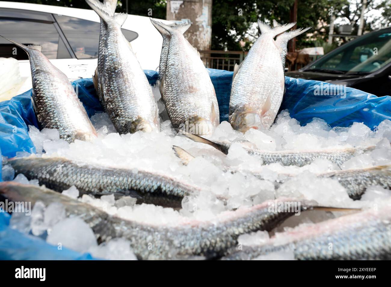 Dhaka, Bangladesh - August 29, 2024: Vendors are sitting with hilsa or ...