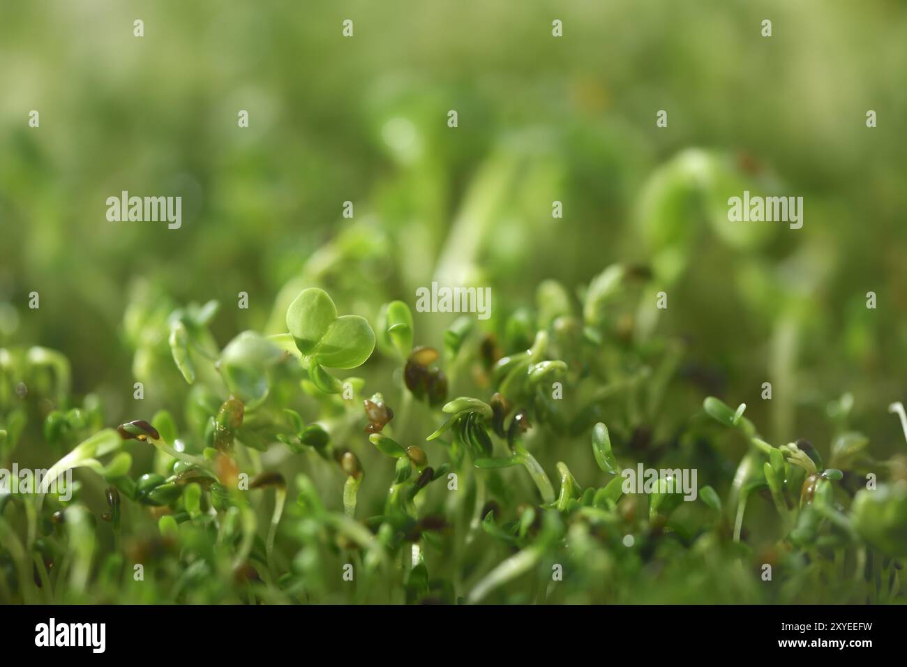 Closeup of sprouted watercress (Nasturtium officinale) seeds, green ...