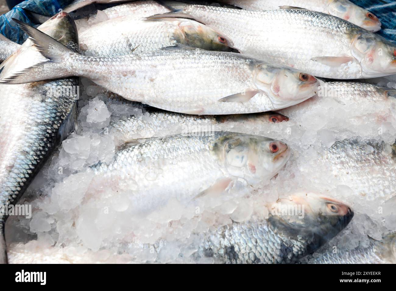 Dhaka, Bangladesh - August 29, 2024: Vendors are sitting with hilsa or ...