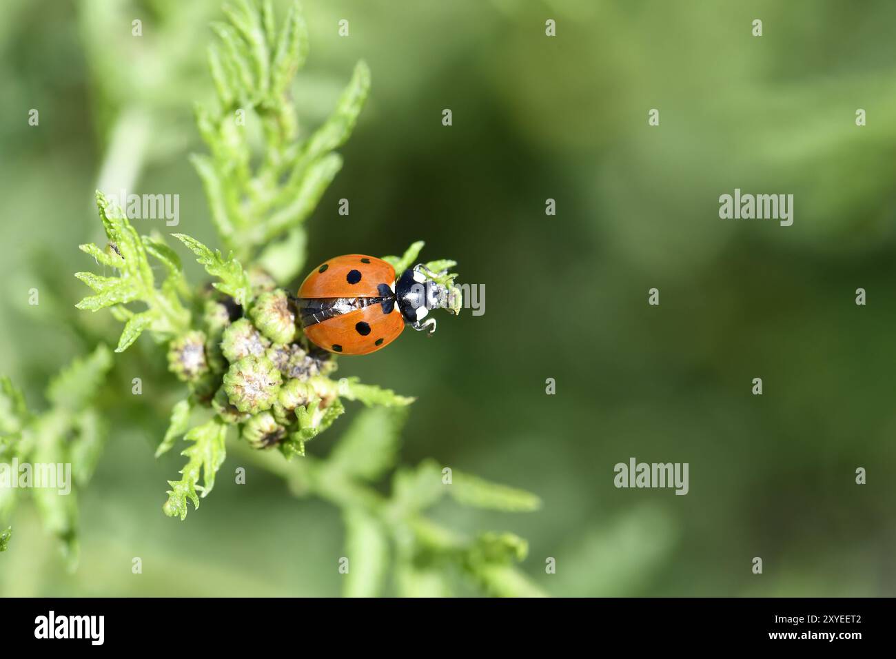 Seven-spot ladybird on plant leaf, Lower Saxony, Germany, Europe Stock ...