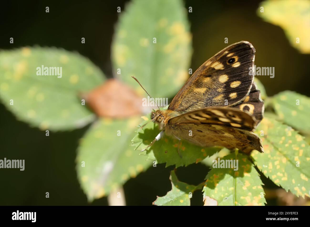 Forest game board Stock Photo - Alamy