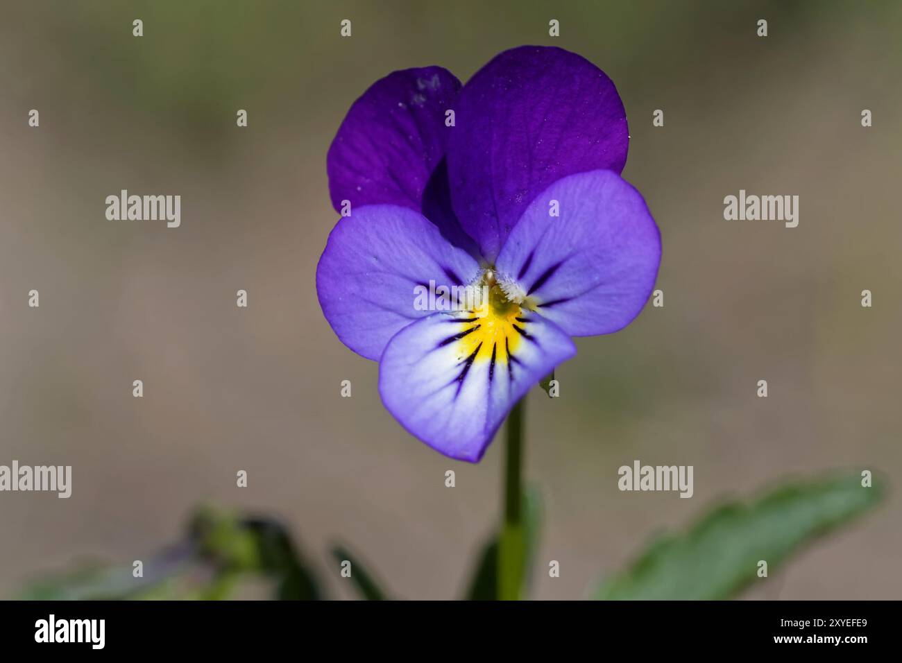 Violets structure hi-res stock photography and images - Alamy