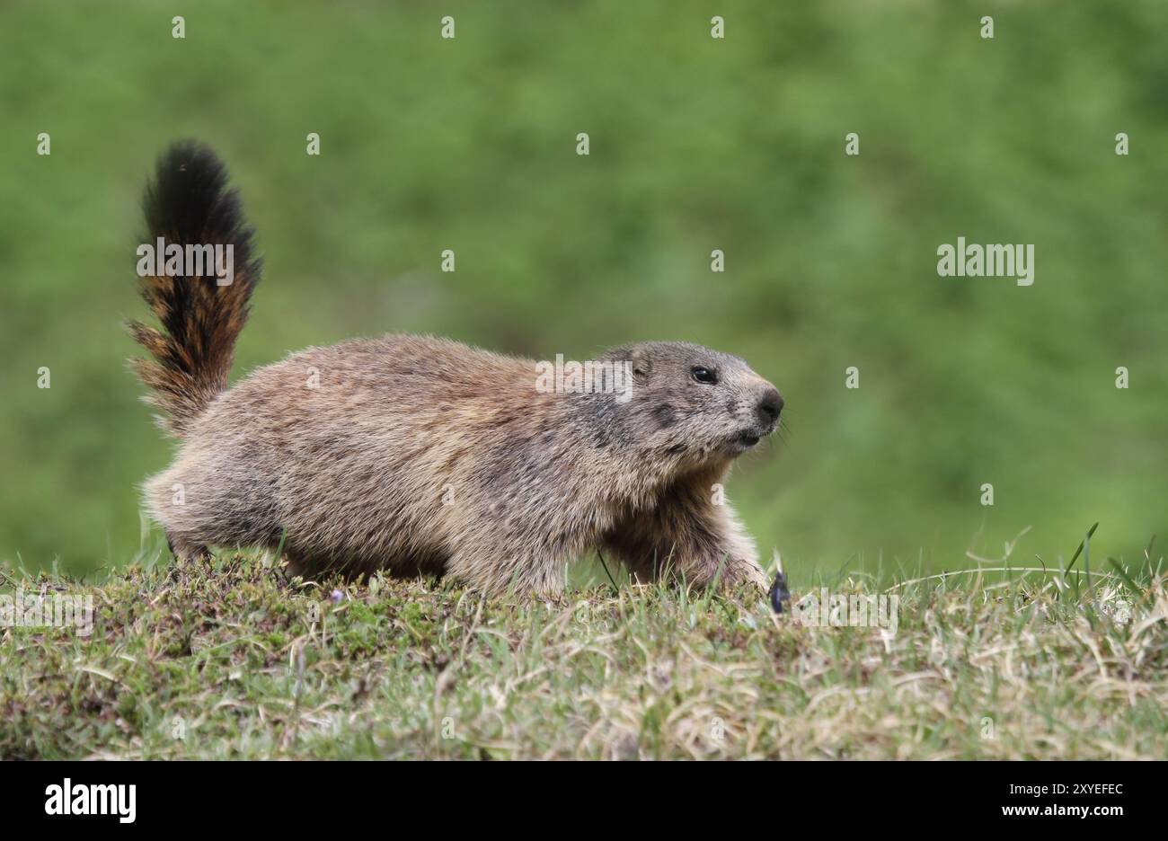 Marmota marmota alps trentino hi-res stock photography and images - Alamy
