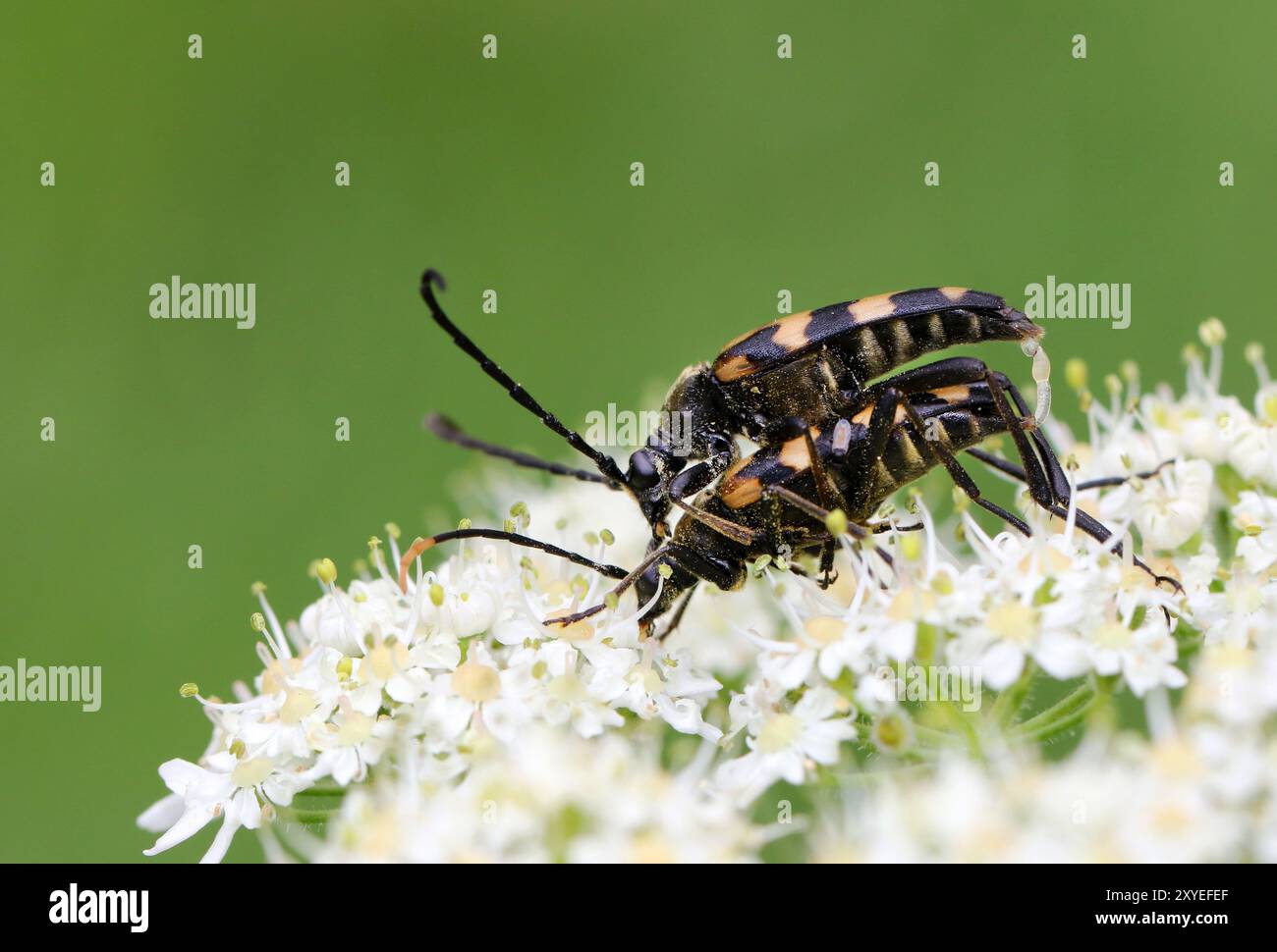 Shining flower beetles hi-res stock photography and images - Alamy