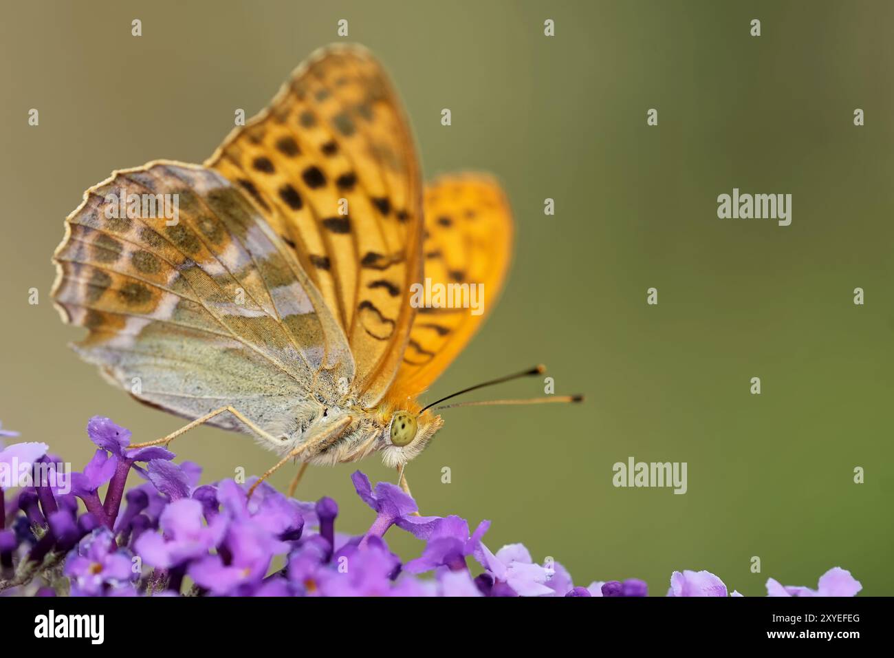 Empty cloak hi-res stock photography and images - Alamy