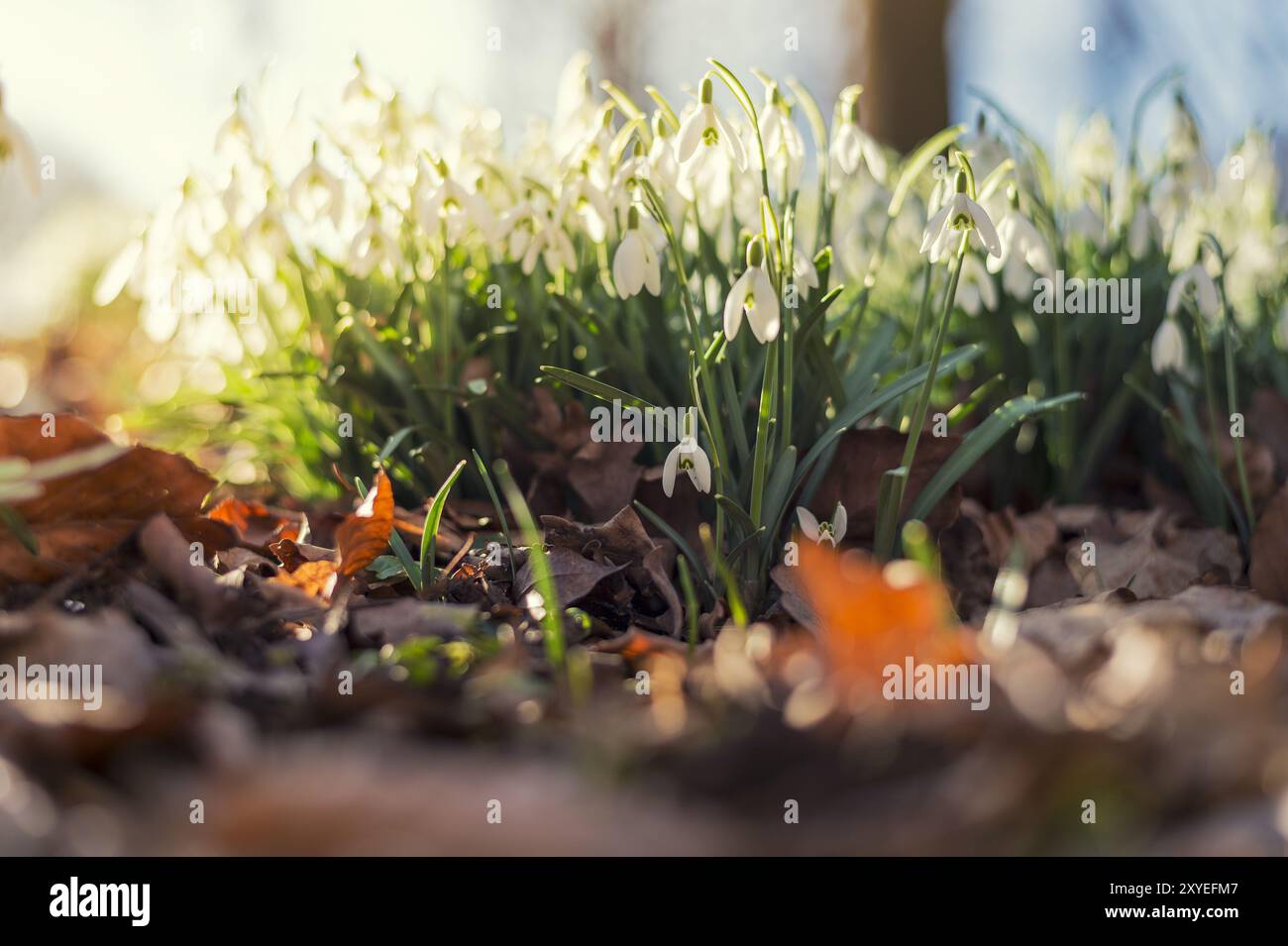 Blossoming snowdrops in forest hi-res stock photography and images - Alamy