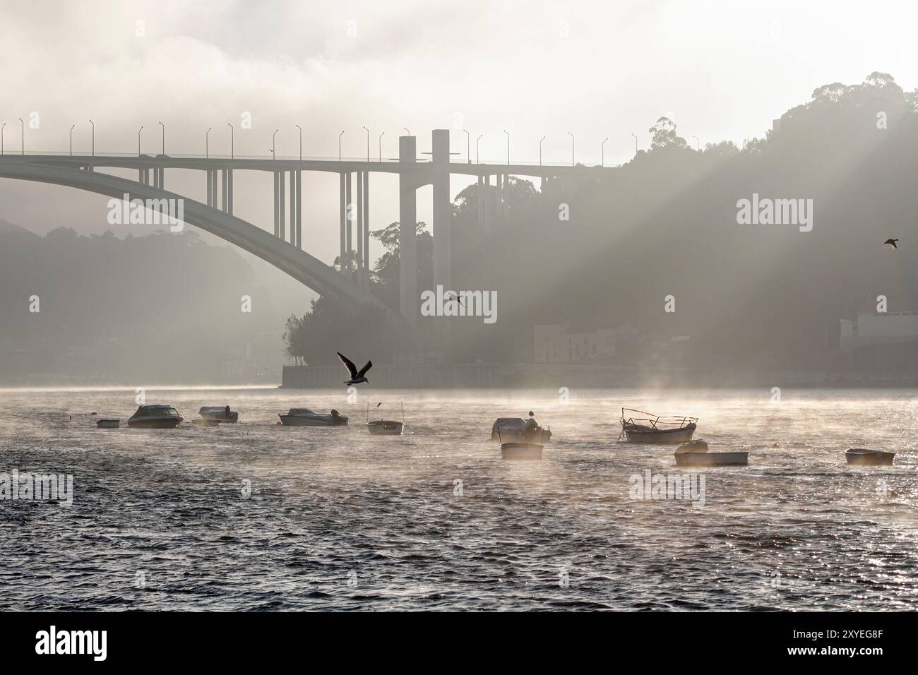 Iconic Arrabida bridge over Douro river, Port0, in a misty morning ...