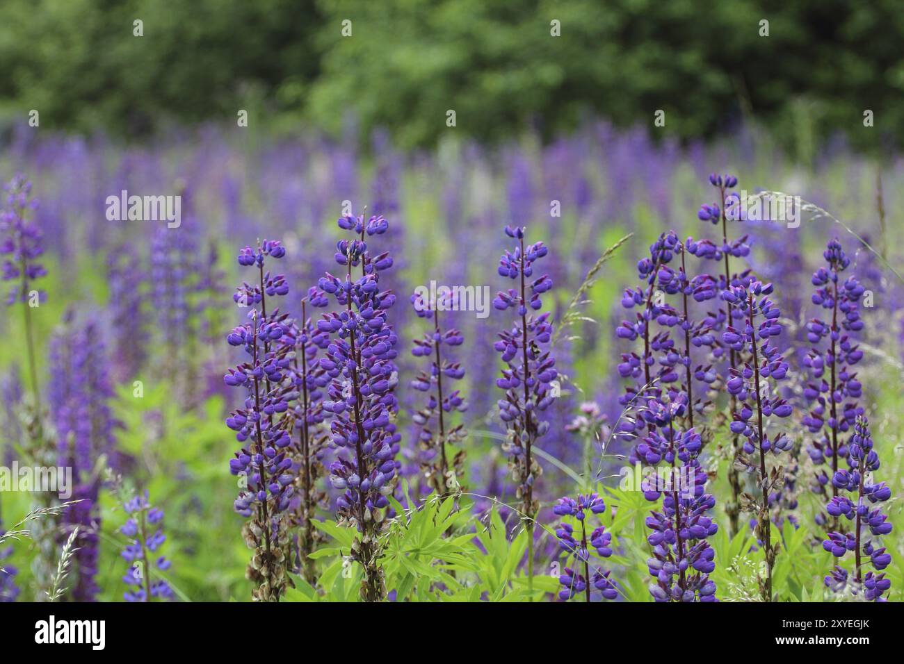 Ahd luvina hi-res stock photography and images - Alamy