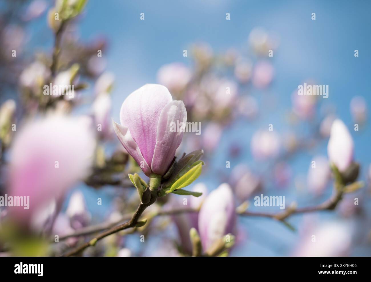Magnolia bloom magnolia sea hi-res stock photography and images - Alamy