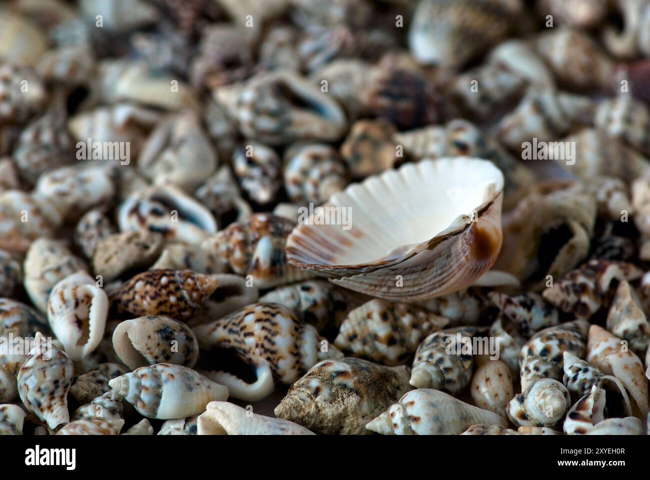 Cockle in a snail bed Stock Photo - Alamy