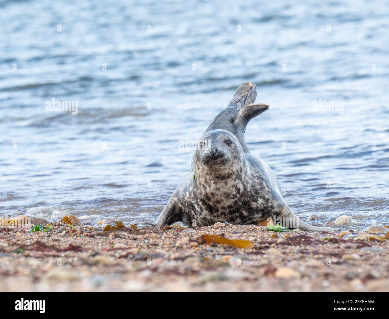 A grey seal at Portgordon beach on the Moray coast in Scotland, 27th ...
