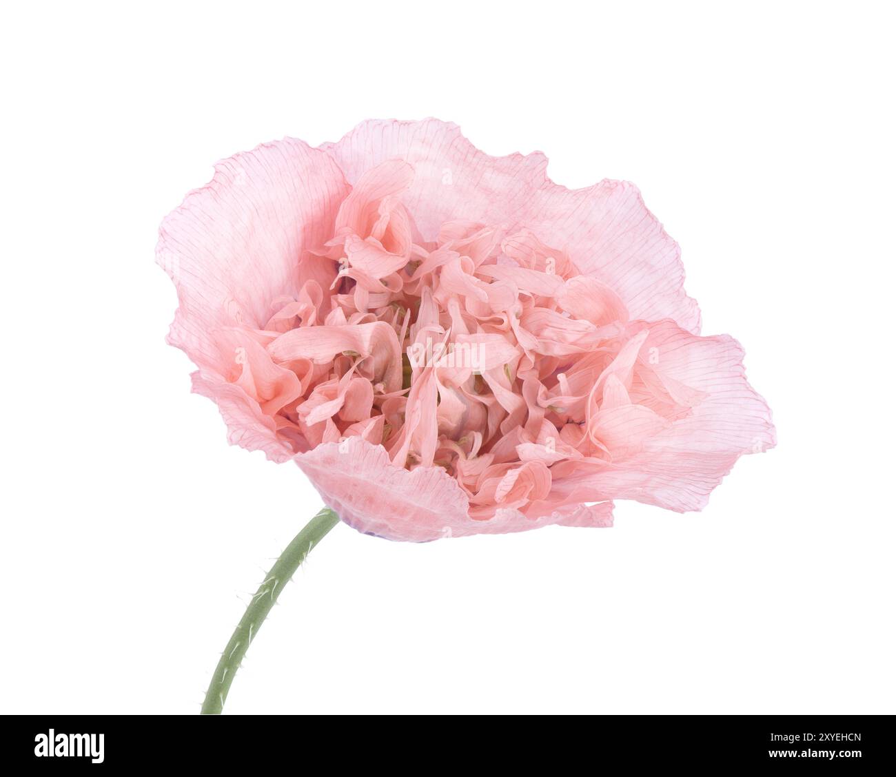 Pink Poppy flower on a stem with green leaves. Opium Poppy isolated on ...