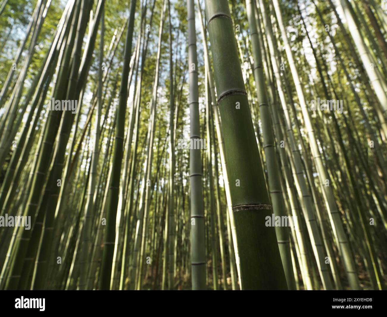 Arashiyama bamboo forest closeup of bamboo culms in Kyoto, Japan, Asia ...