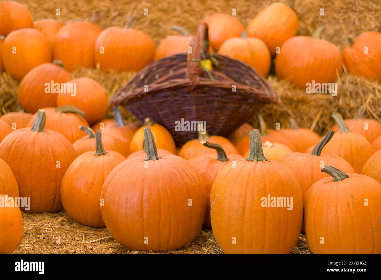 Pumpkins in a farm shop Stock Photo - Alamy