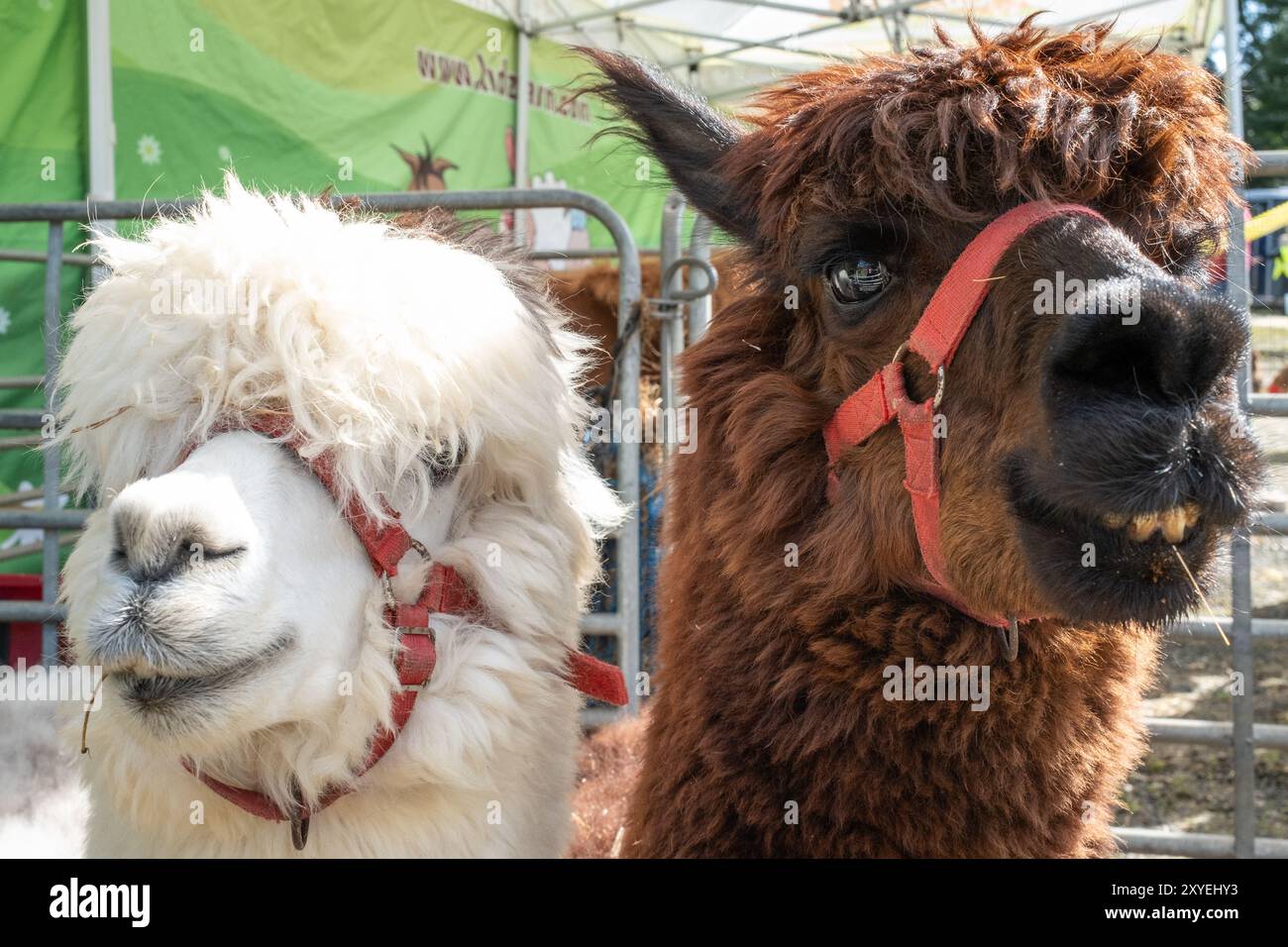 Two Alpaca, one brown, one white, side by side, close up head shot ...