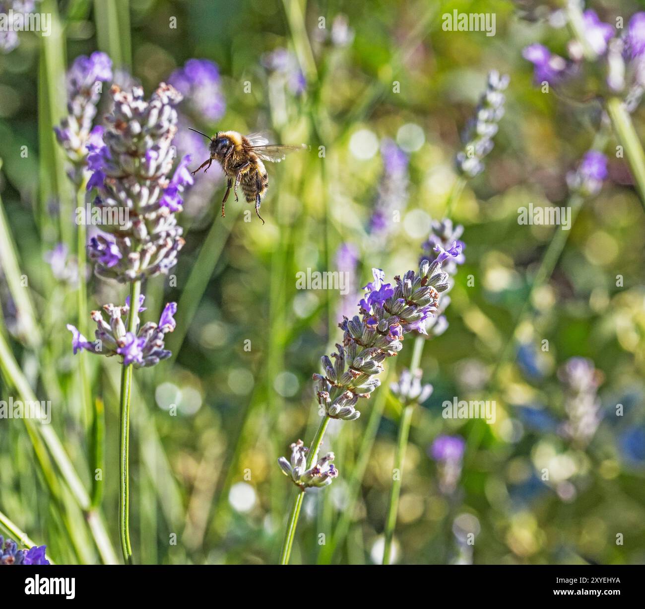 Bee flying between lanender plants collecting nectar, Lavandula, plant ...