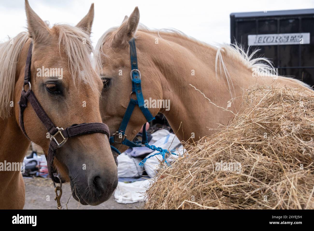 Animal beside a van hi-res stock photography and images - Alamy