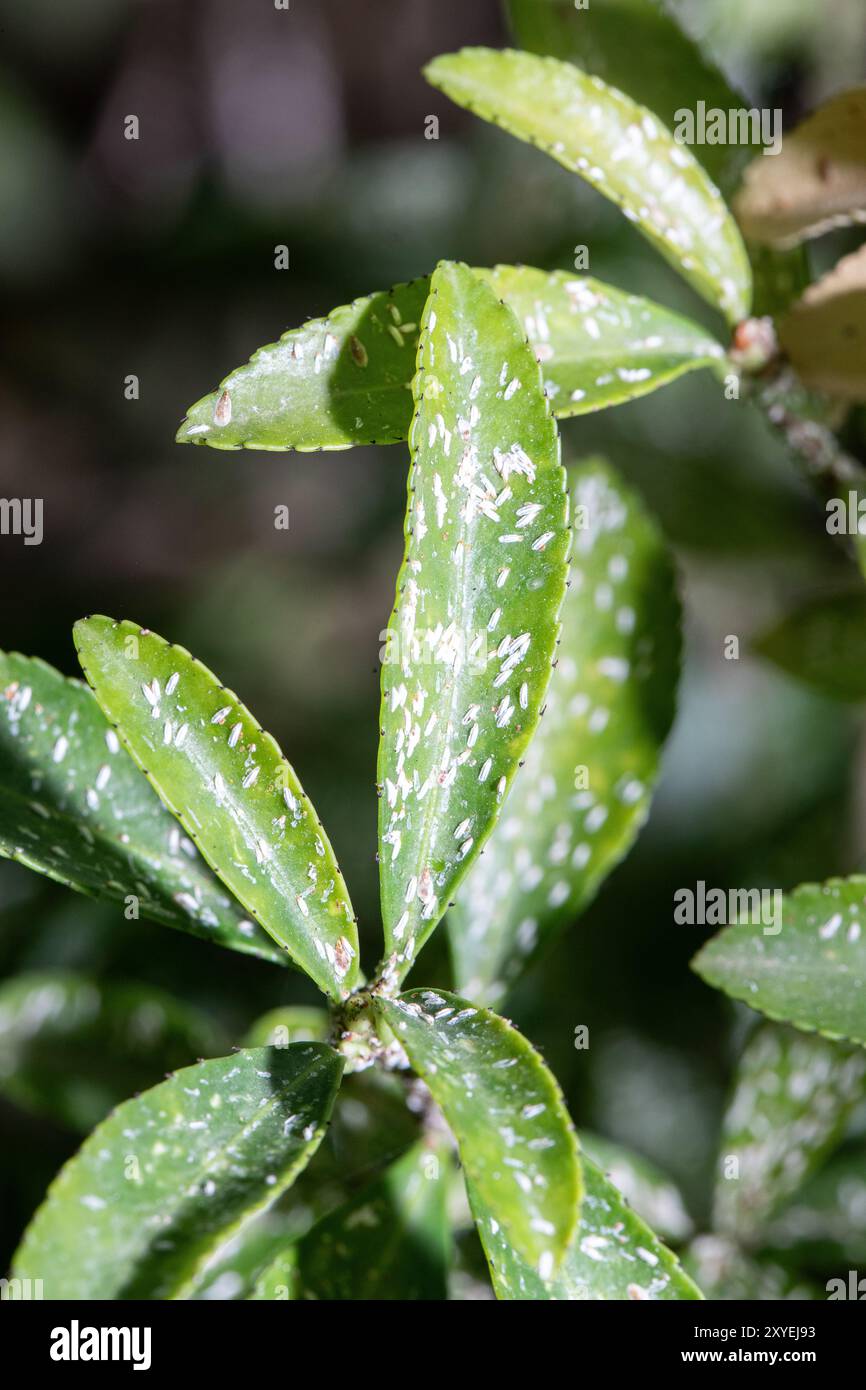 Citrus showing scale insects hi-res stock photography and images - Alamy
