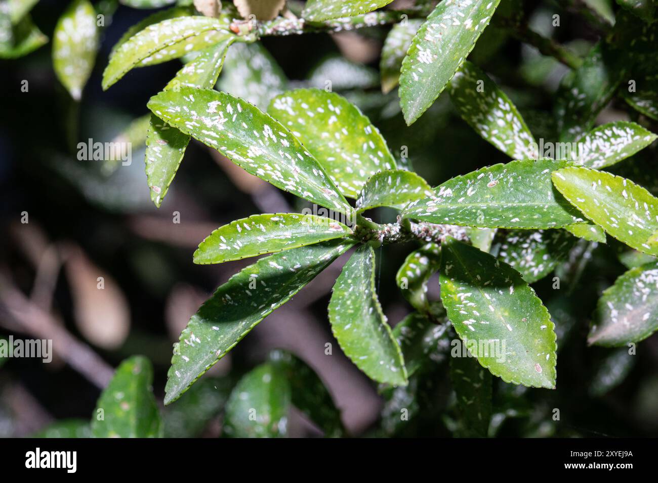 Close-up of citrus plant leaves showing signs of citrus whitefly ...