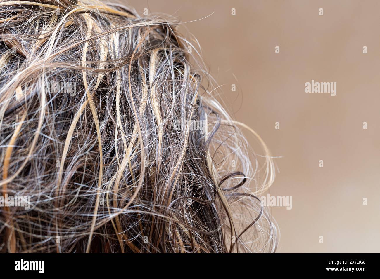 Wet hair drying after a shower, showing blonde highlights as it's ...