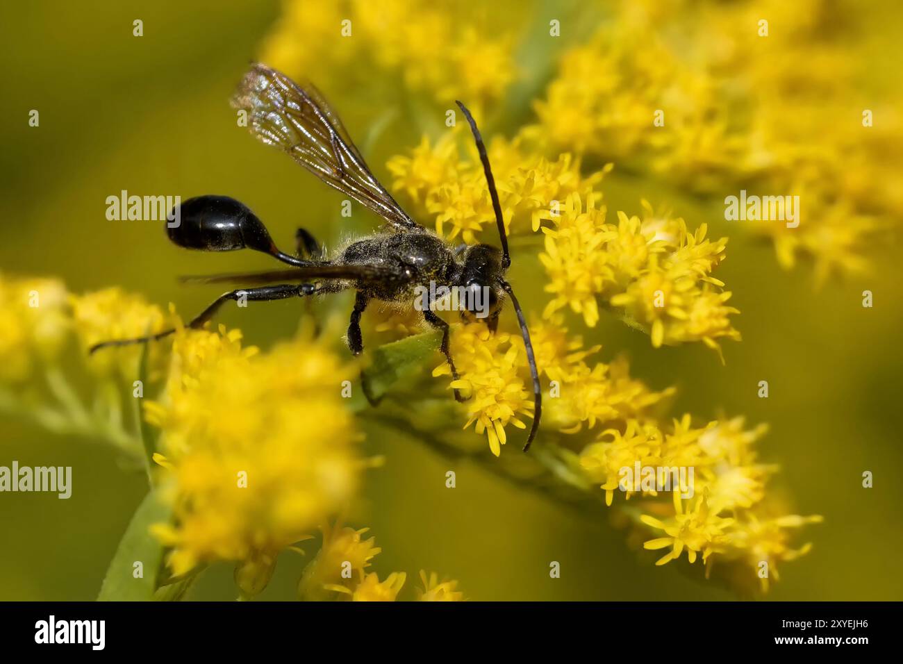 Steel blue cricket hunter Stock Photo - Alamy