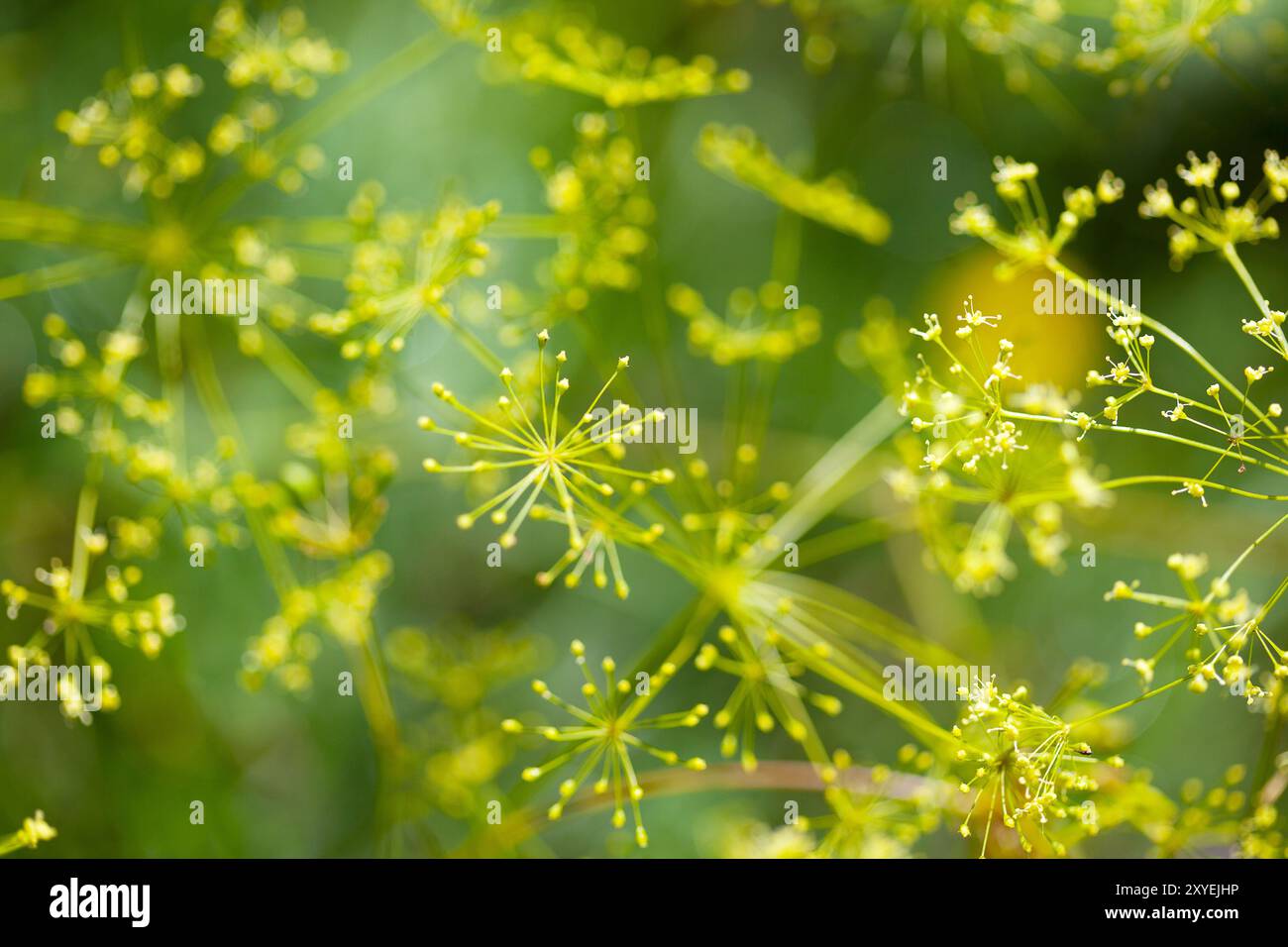 Pods fennel seed hi-res stock photography and images - Alamy