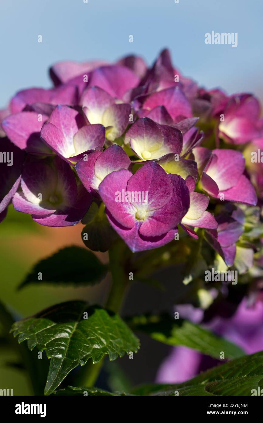 Hydrangeas portrait hi-res stock photography and images - Alamy