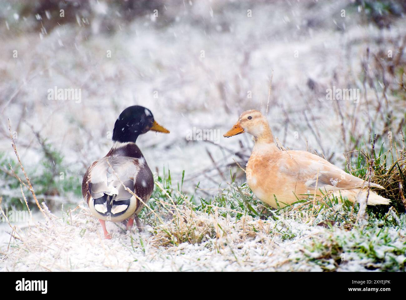 2 ducks in the snow Stock Photo - Alamy