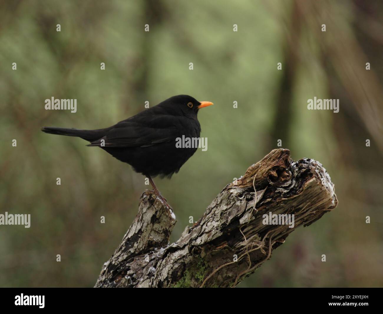 Portrait of a blackbird Stock Photo - Alamy